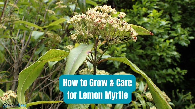 How to Grow and Care for Lemon Myrtle