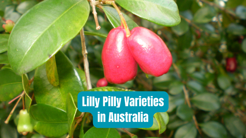 Lilly Pilly Varieties in Australia: Complete Guide