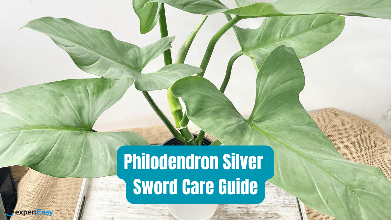 How to Grow and Care for Philodendron Silver Sword