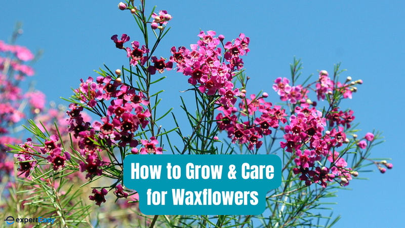 How to Grow and Care for Waxflowers