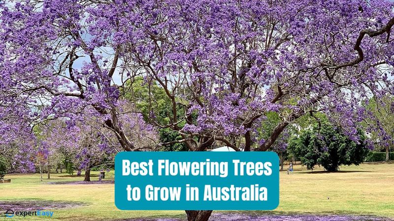 10 Captivating Flowering Trees to Grow in Australia